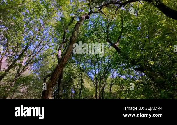 A scenic view of a wooden walkway winding through a lush green forest ...