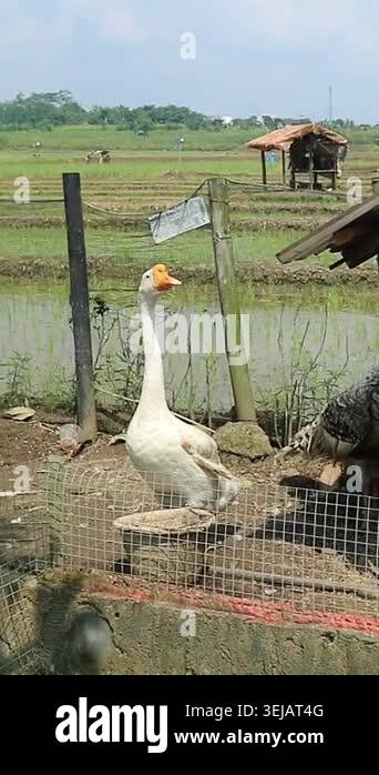 Footage of White goose standing by a fence near a flooded rice field ...