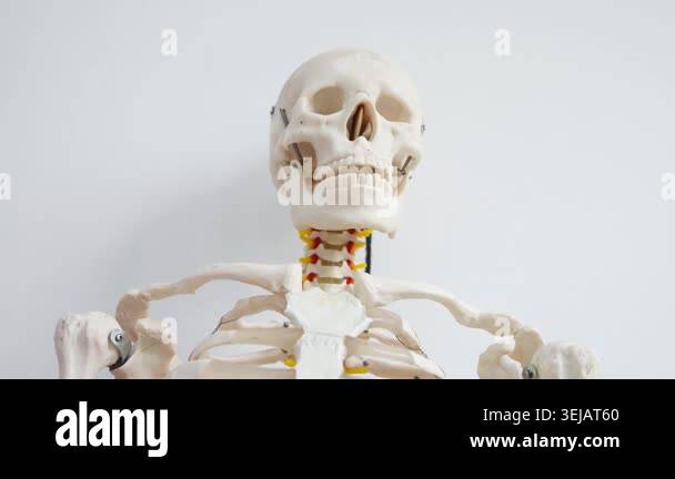 Detailed human skeleton anatomical model shown from frontal view ...