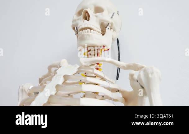 Educational human skeleton anatomical model showcasing skull and ...
