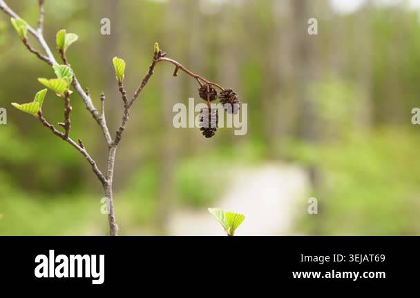 Close-up of alnus glutinosa branch showcasing fresh light green buds ...