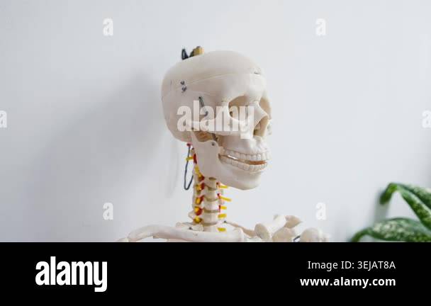 Anatomical model of human skull and neck vertebrae positioned upright ...