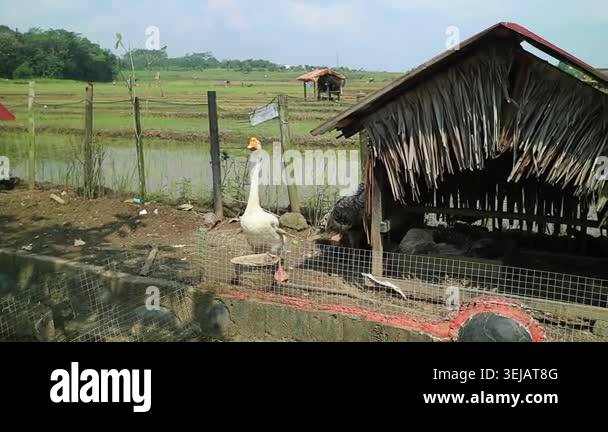 Footage of White goose standing by a simple farm shelter beside a pond ...