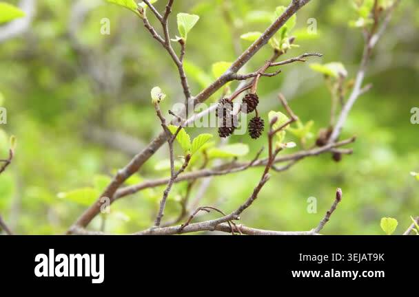 Close up view of alnus glutinosa branches showing fresh spring foliage ...
