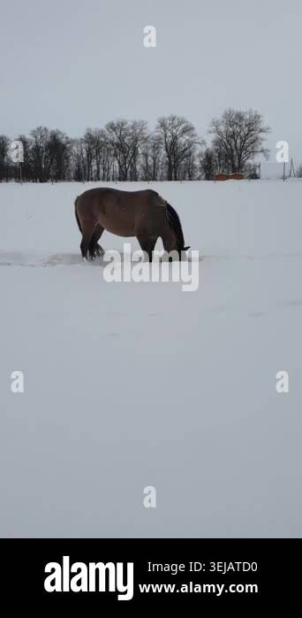 Horse in winter field. Brown horse looking for some grass or food on ...