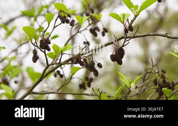 Close up view of alnus glutinosa featuring vibrant green leaves and ...