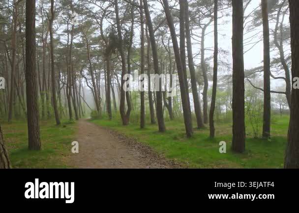 Quiet dirt path winding through dense forest with tall slender trees ...