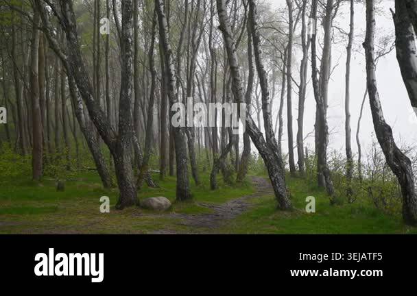 Dense fog envelops tranquil forest filled with tall slender trees and ...