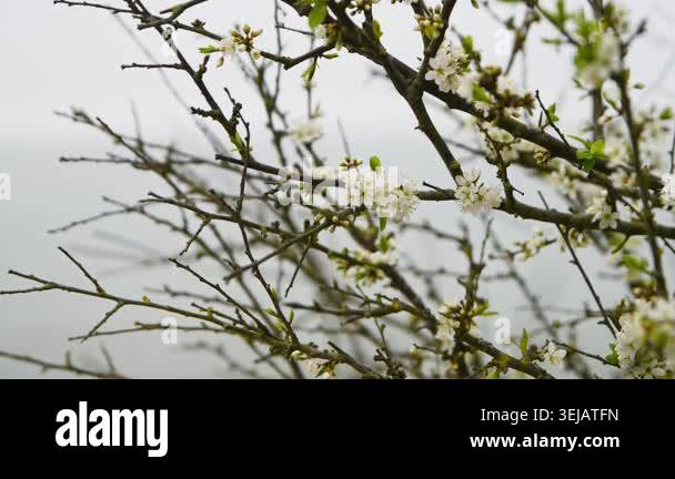 Delicate white blossoms and fresh green leaves emerge on slender prunus ...