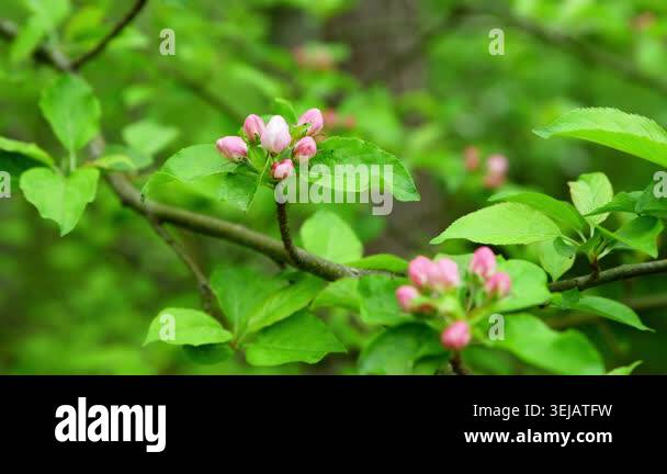 Delicate pink malus flower buds bloom amid fresh green foliage on ...