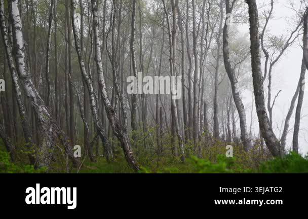 Atmospheric fog envelops slender birch trees standing in dense ...