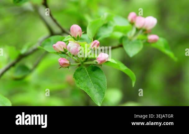 Close up of delicate pink malus flower buds clustered on slender branch ...