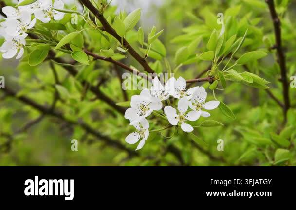 Prunus spinosa slender brown branches support clusters of small white ...