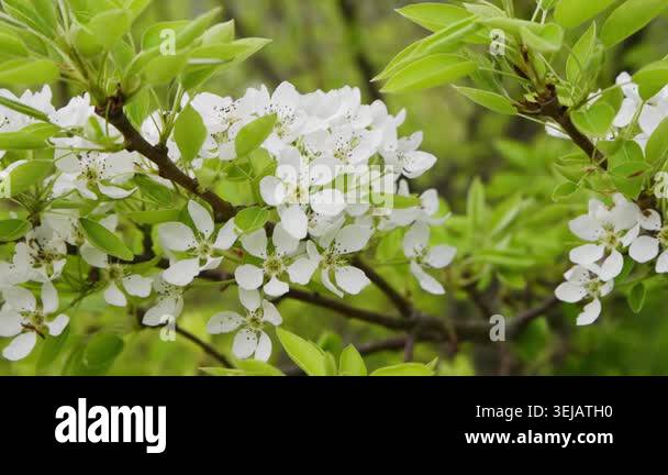 Prunus spinosa branches covered with clusters of delicate white flowers ...