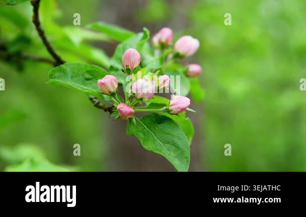 Close up of malus tree branch displaying delicate pink flower buds ...
