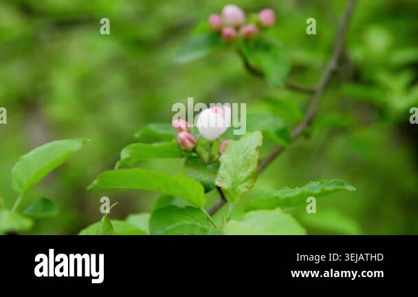 Close view of delicate pink malus flower buds unfolding among fresh ...