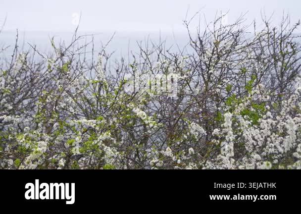 White blossoms cover dense prunus spinosa thickets on coastal landscape ...