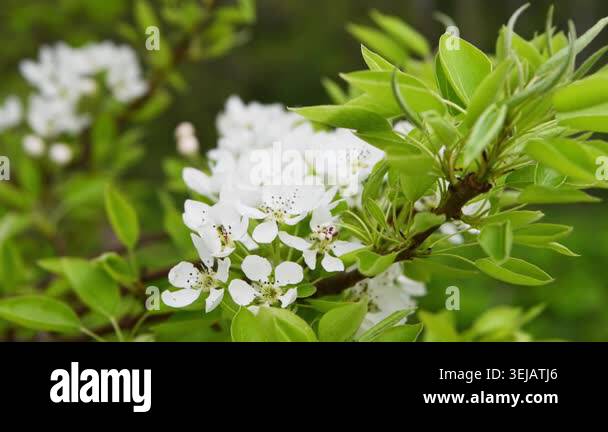 Delicate white flowers of prunus spinosa bloom amid vibrant green ...