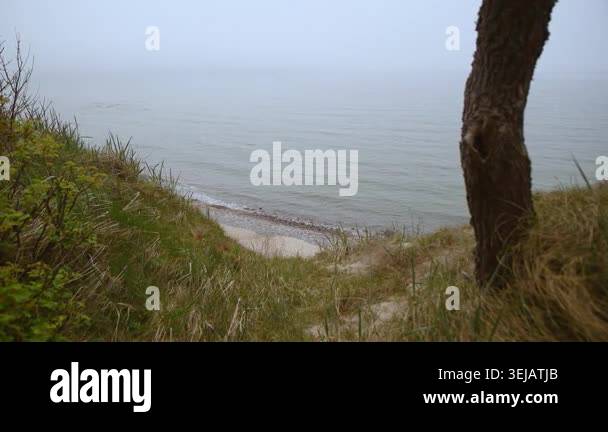 Calm foggy sea meets sandy beach edged by grassy dunes and lone tree ...