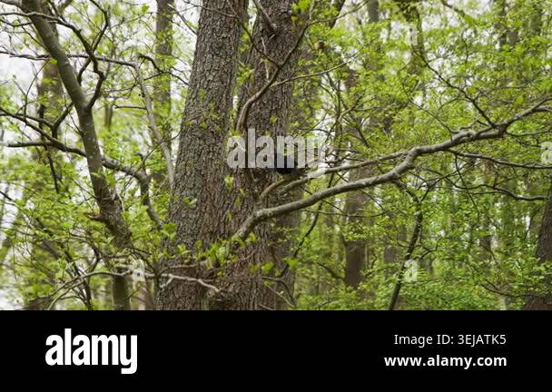 Male turdus merula perched on thick tree branch surrounded by fresh ...
