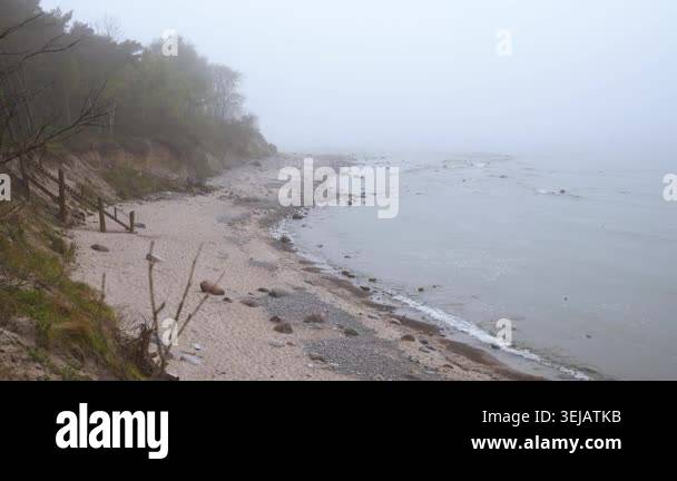 Mist envelops coastal trees and rocky beach stretching along calm water ...