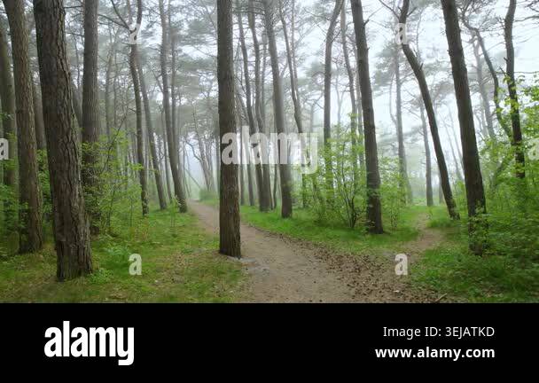 Peaceful foggy forest path surrounded by slender pine trees and vibrant ...