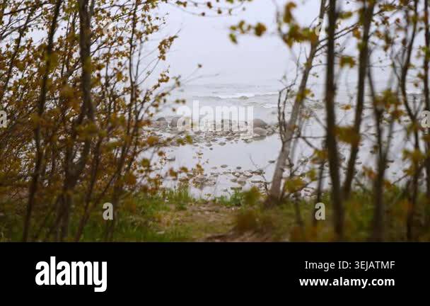 Serene foggy sea coastline seen through sparse golden leaves and thin ...