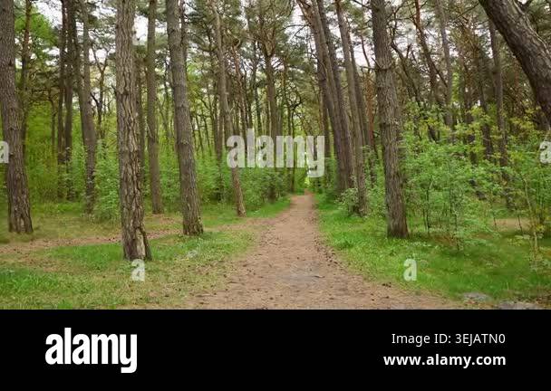 Tranquil forest trail stretches into dense pine woods with vibrant ...