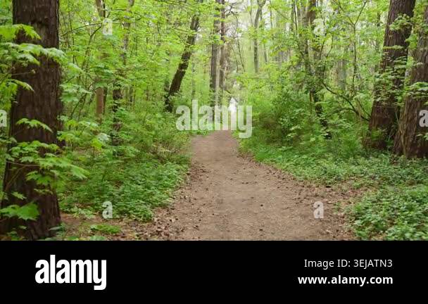 Narrow dirt trail winds through dense forest with vibrant green foliage ...