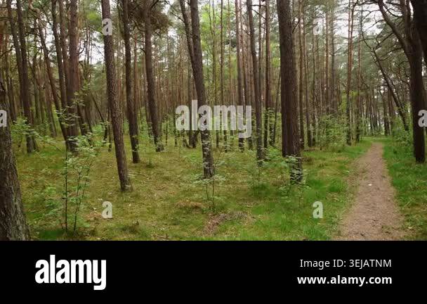 Dense green pine forest with thin trunks and young plants growing on ...