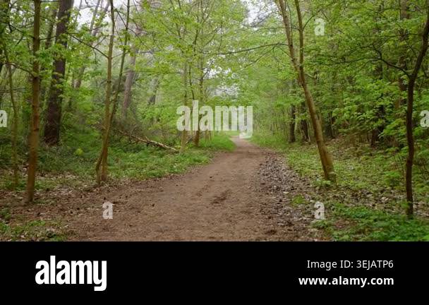 Dirt forest trail extends into vibrant green trees with branches ...