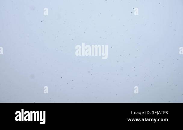Countless midges swarm against muted overcast sky, filling air with ...
