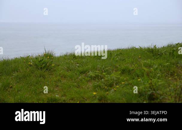 Serene coastal landscape featuring vibrant green grassy cliff leading ...