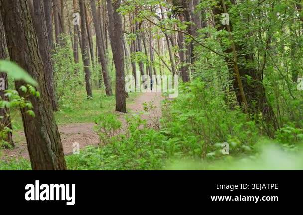 Lush green forest path lined with tall pine trees under soft daylight ...