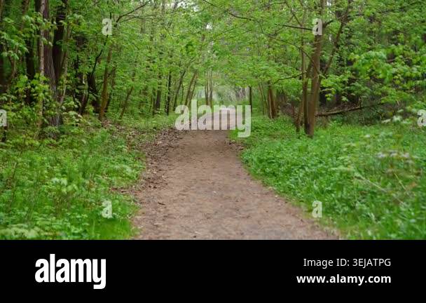 Dirt path meanders through dense forest with vibrant green leaves and ...