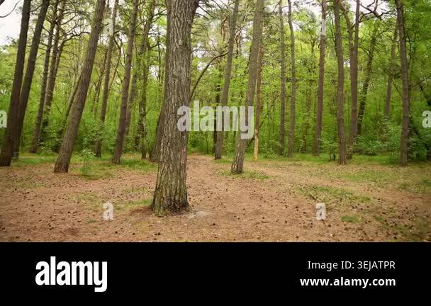 Bright green pine forest with tall upright trees and natural ...