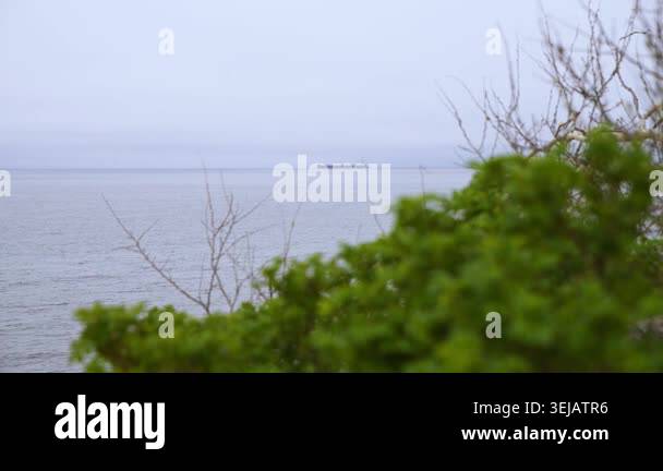 Cargo ship gliding on tranquil sea horizon behind vibrant green leaves ...