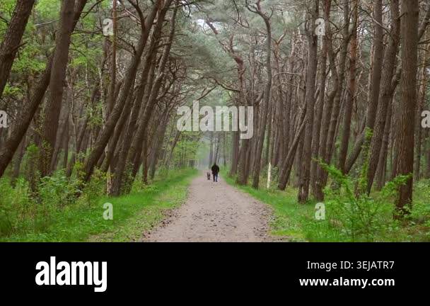 Quiet dirt trail winding through dense forest with thin tall trees on ...