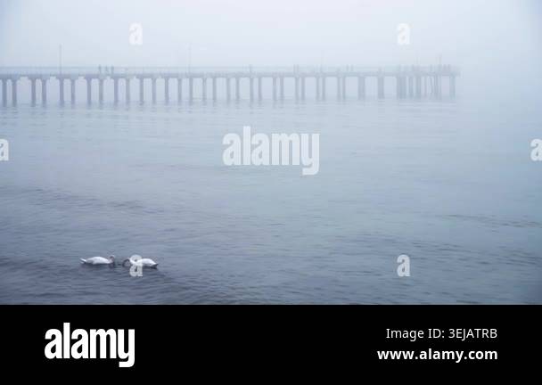 Two swans gently swim near fog-shrouded pier over tranquil sea waters ...