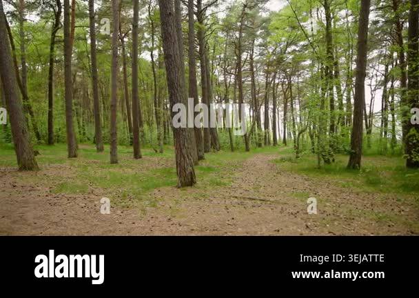 Peaceful forest environment featuring tall pine trees scattered across ...