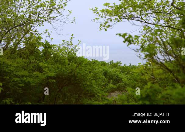 Dense green shrubs and trees frame tranquil sea view with overcast ...