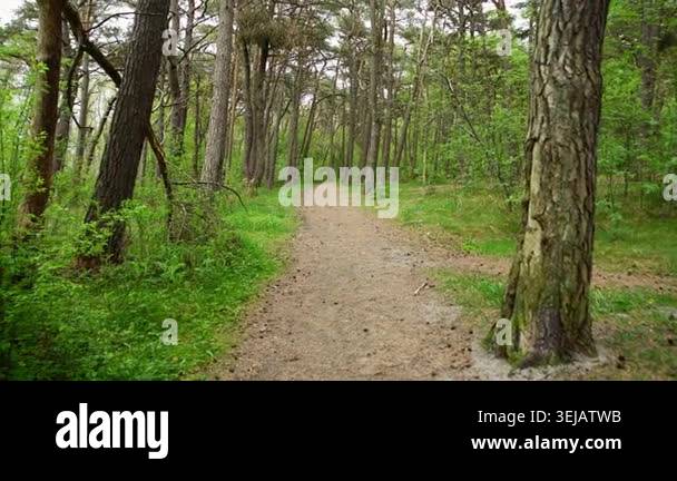 Peaceful dirt pathway surrounded by tall pine trees and lush ...