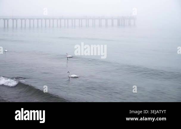 Serene white swans swim in smooth grey sea waters near long pier ...