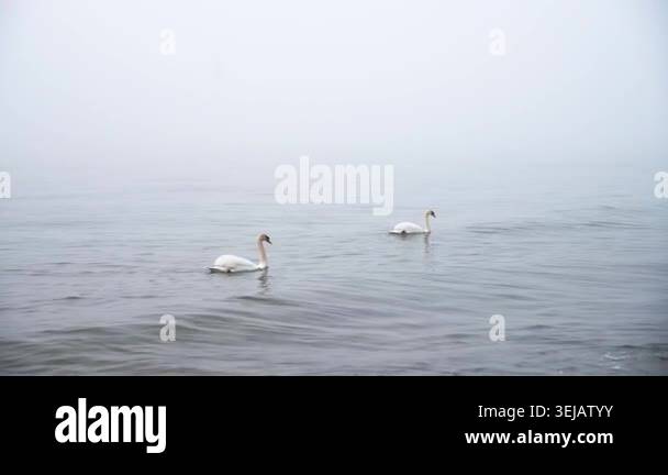 Two elegant swans swim gracefully on tranquil sea waters shrouded in ...