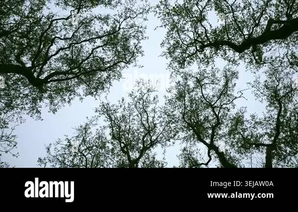 Dark tree limbs with delicate leaves create intricate patterns in ...
