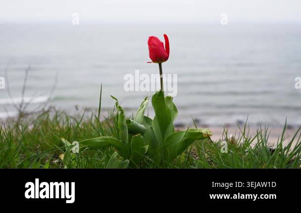 Single red tulip emerging from lush green foliage on grassy shore with ...