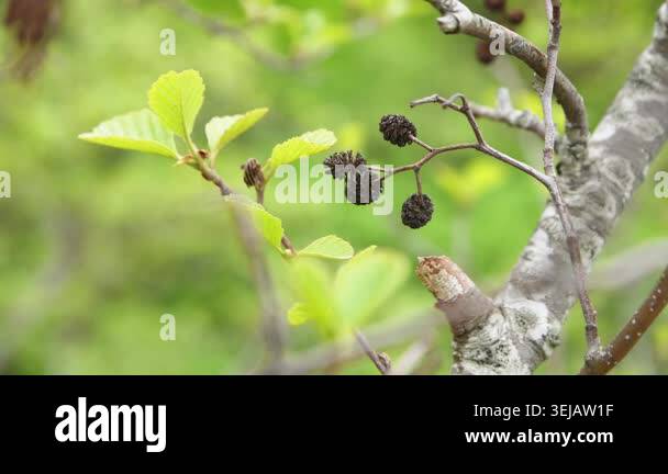 Vibrant green alnus glutinosa leaves emerge alongside mature dark alder ...
