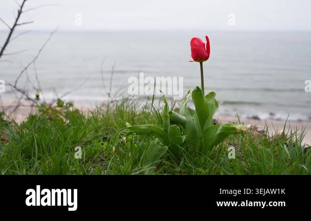 Vibrant red tulip standing tall on grassy shore with lush green leaves ...