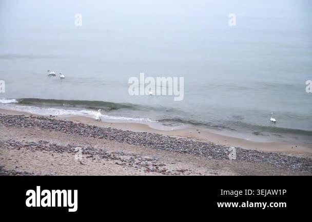 White swans gracefully swim near rocky sandy beach under soft diffused ...