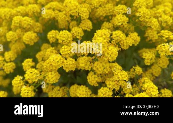 yellow flowers in the garden Stock Video Footage - Alamy